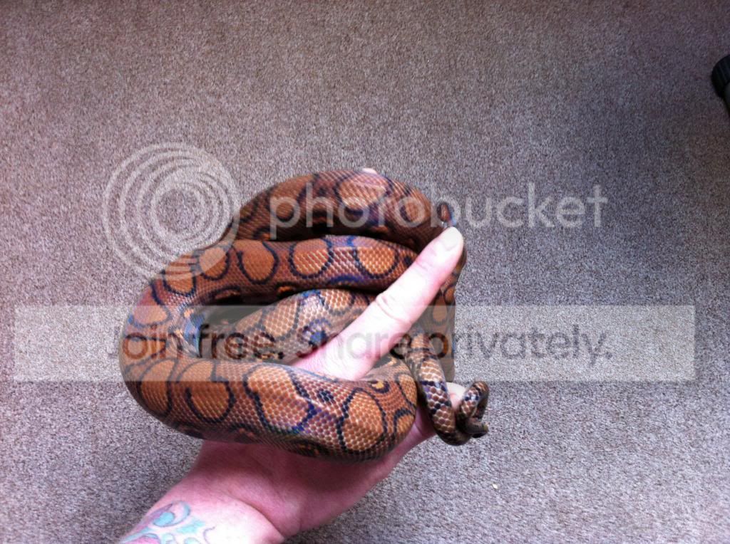 My Boa Constrictors. | Reptile Forums